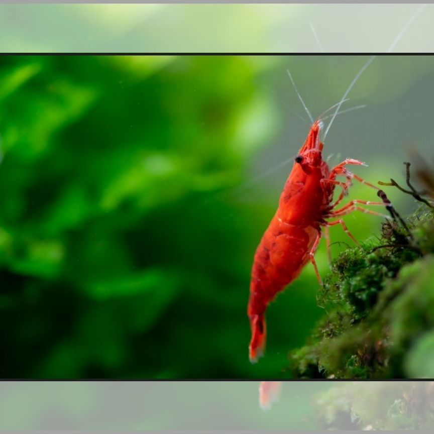 Креветка Вишня малёк