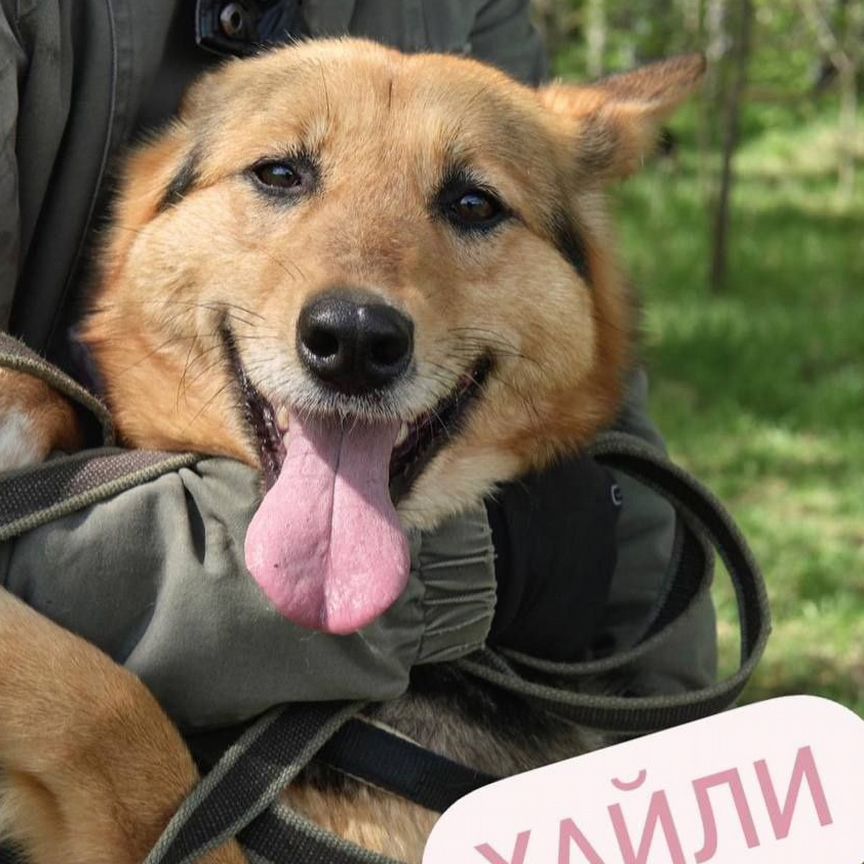 Собака Хайли в поиске хозяев