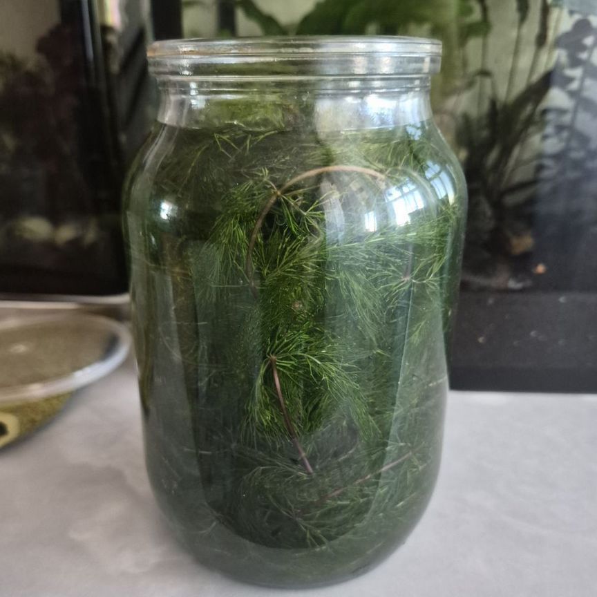 Роголистник в аквариум