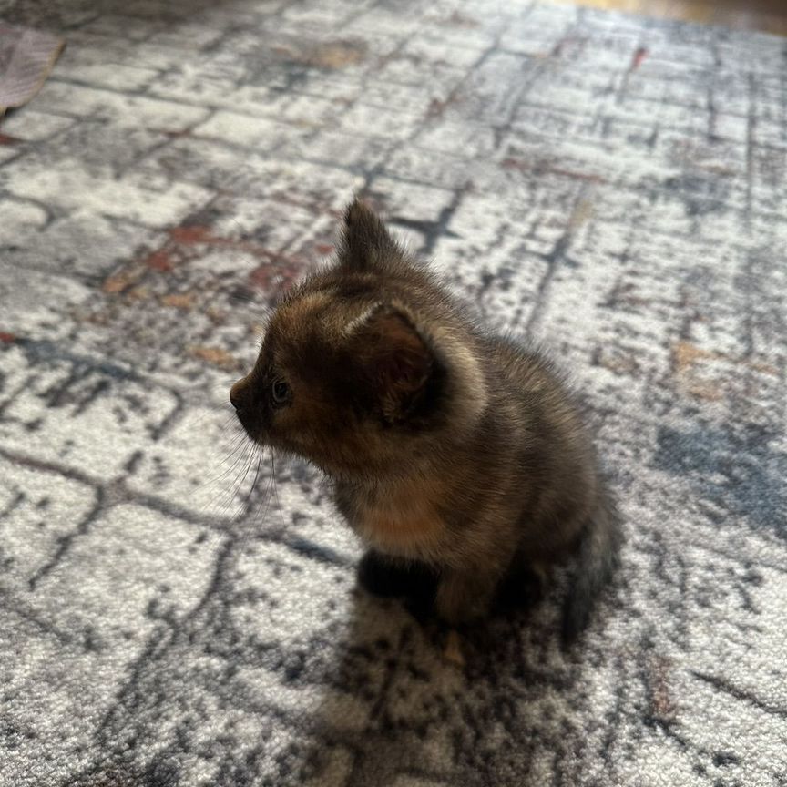 Отдам милого котенка в добрые руки