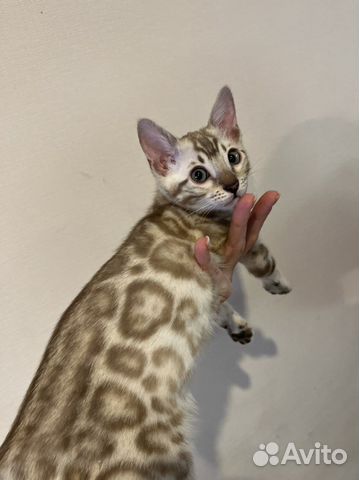 Бенгальская кошечка
