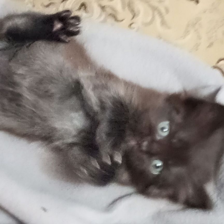 Котёнок в добрые руки