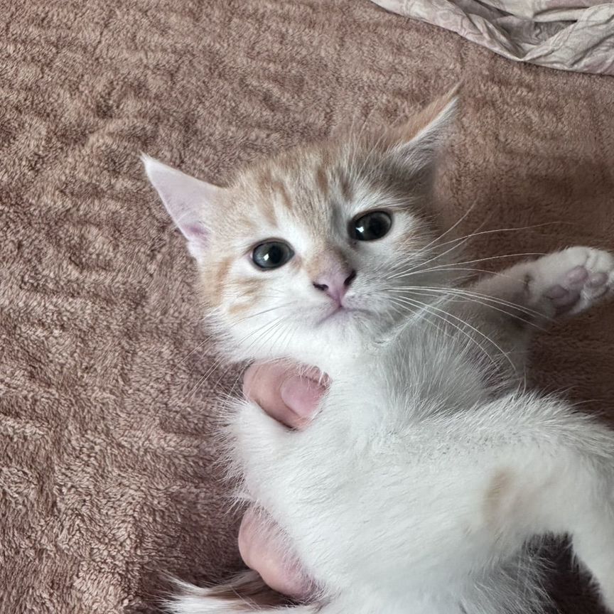 Рыжий котенок