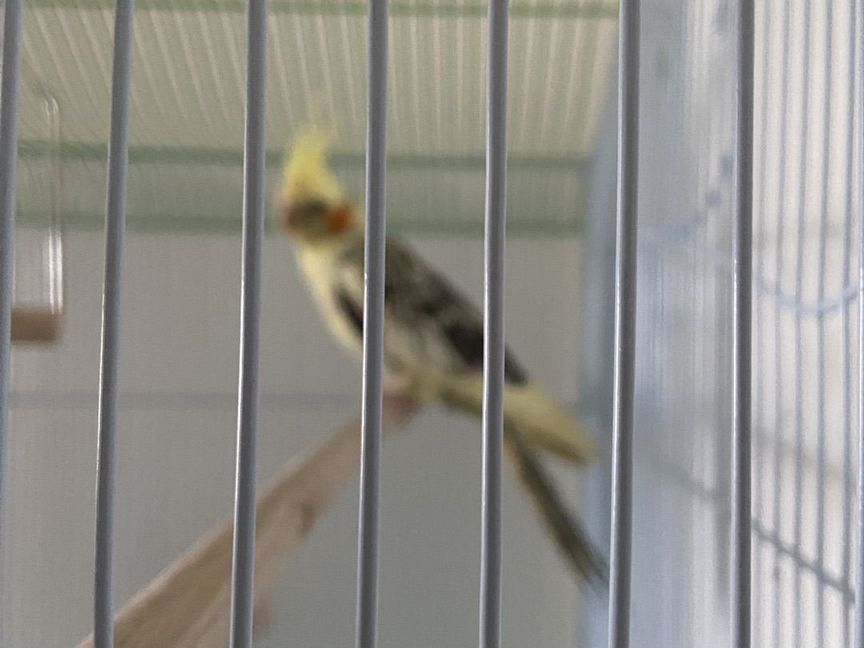 Попугай с клеткой