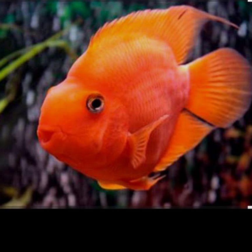 Аквариумные рыбки