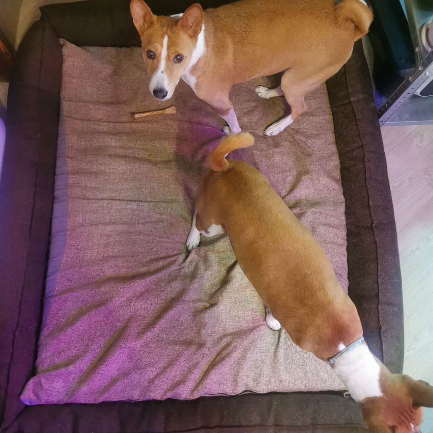 Лежанка для большой собаки 100х130