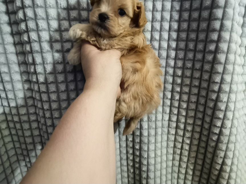 Мальтипушечки ф1