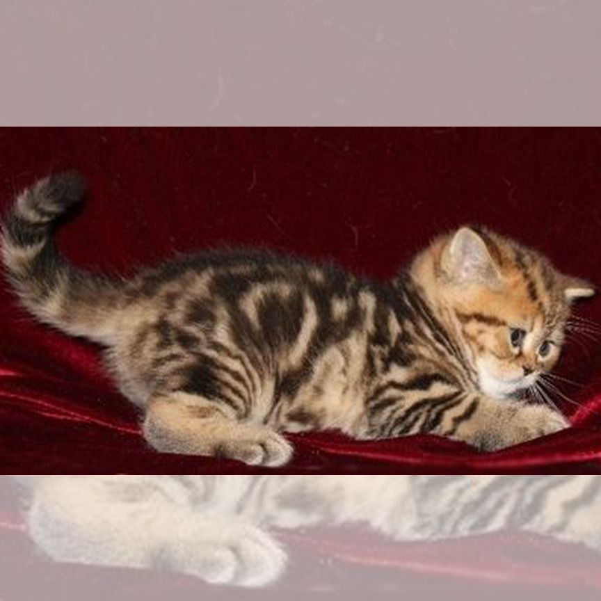 Шотландский прямоухий короткошёрстный котёнок