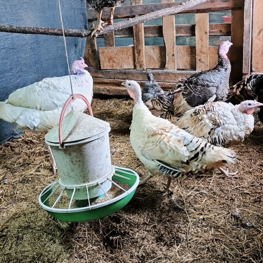 Индюки взрослый