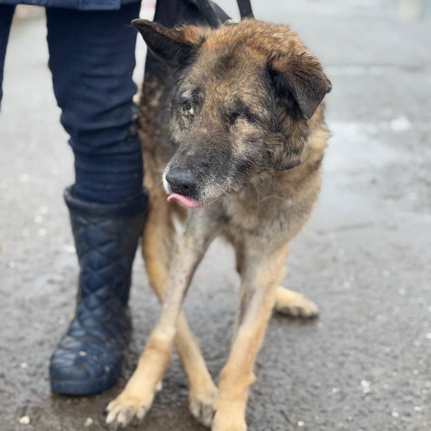 Добрая собака из приюта