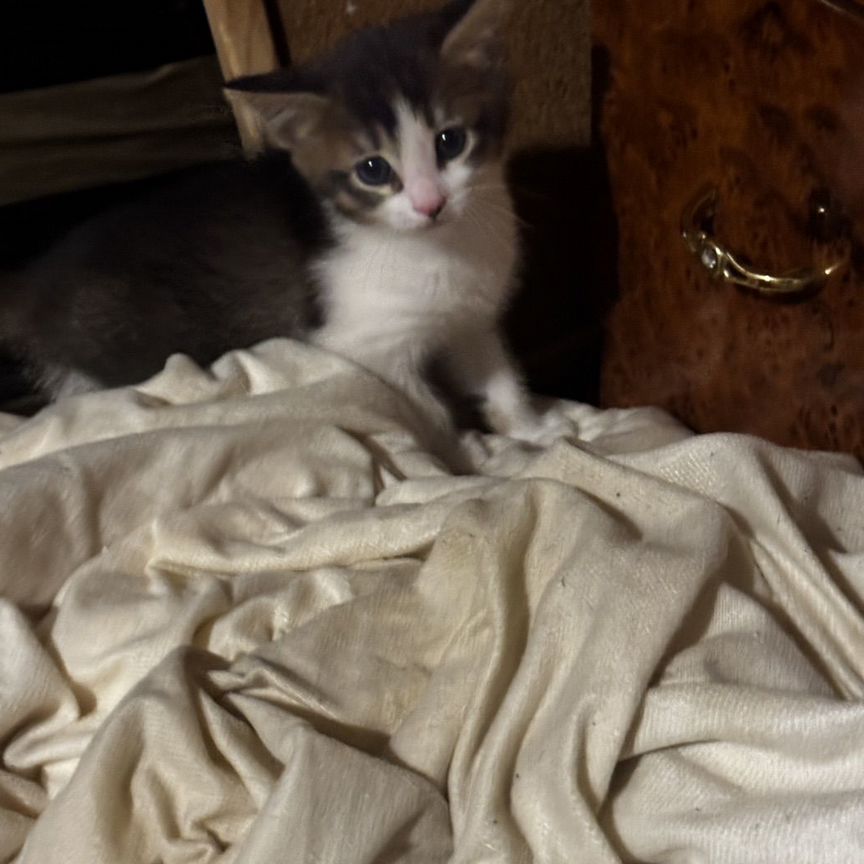 Котёнок от частного владельца