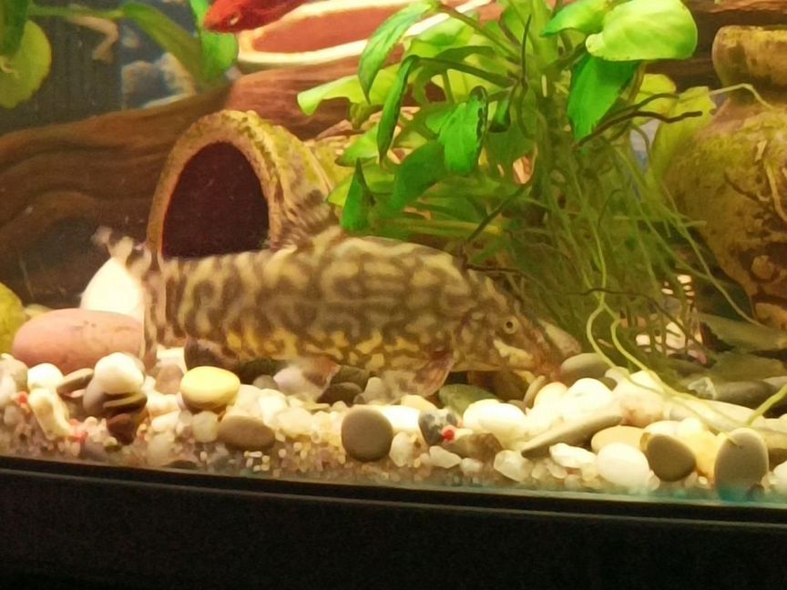 Аквариумные рыбы