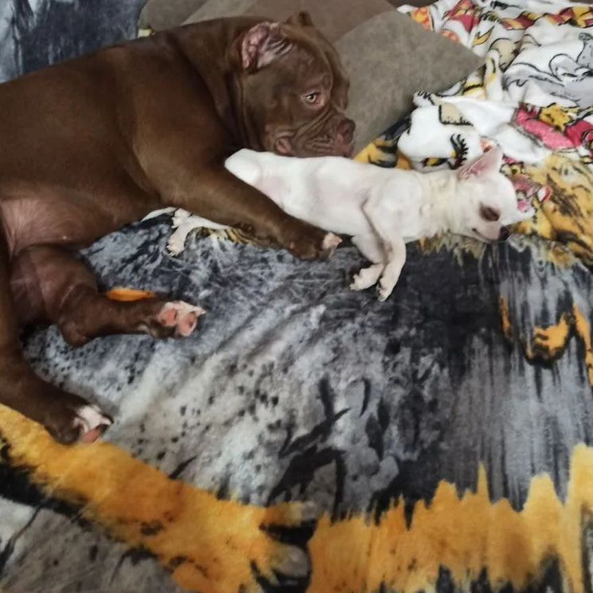 Американский булли, щенок