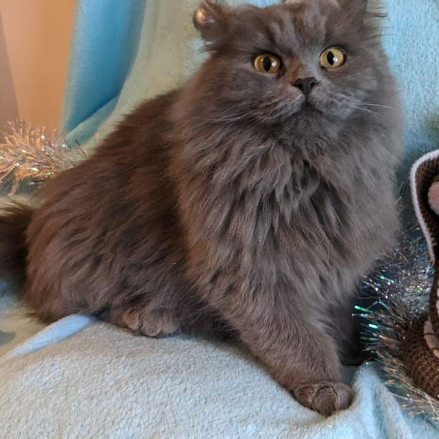 Кошки
