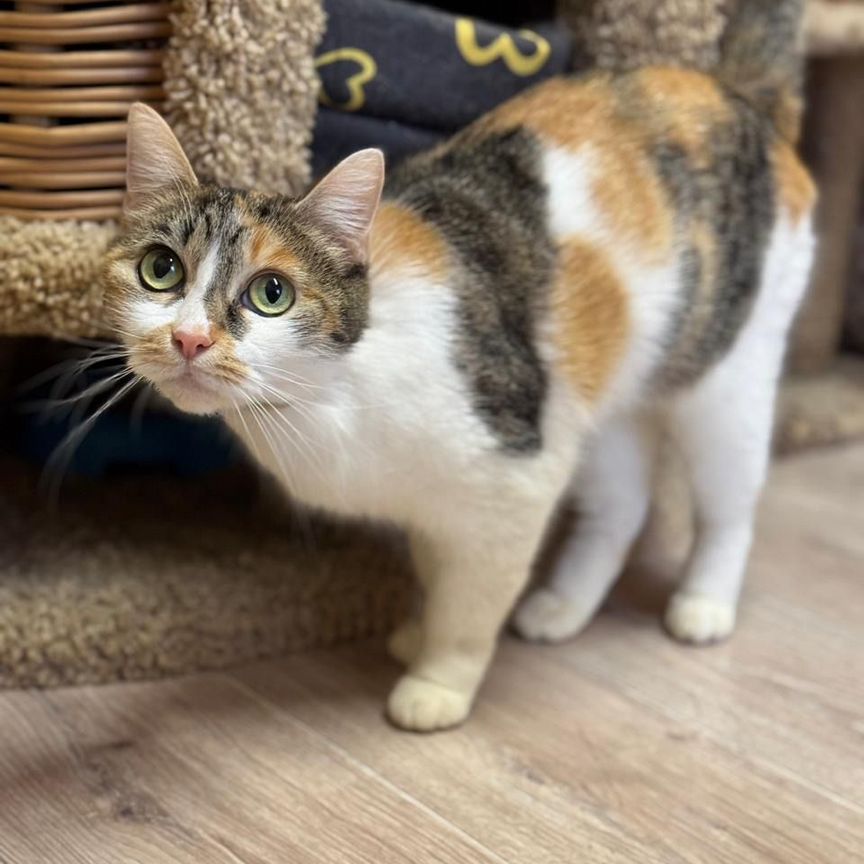 Кошка Пастила из приюта