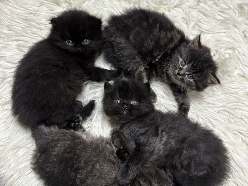 Шатланские котята