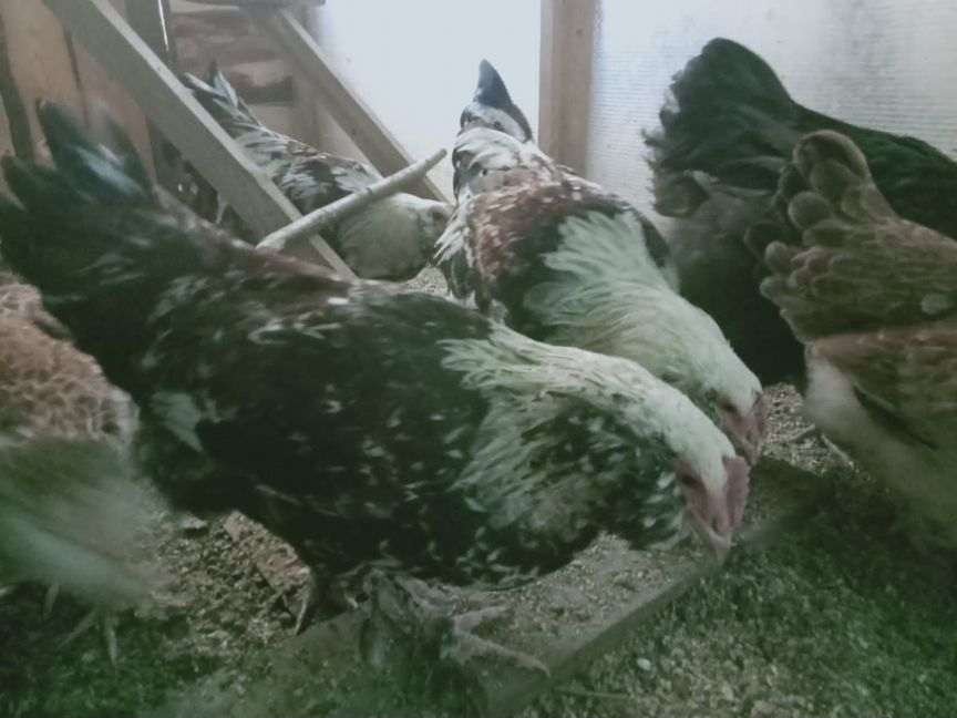 Фавероль лососевая