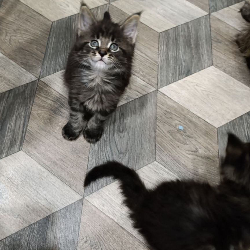 Котята мейн-кун