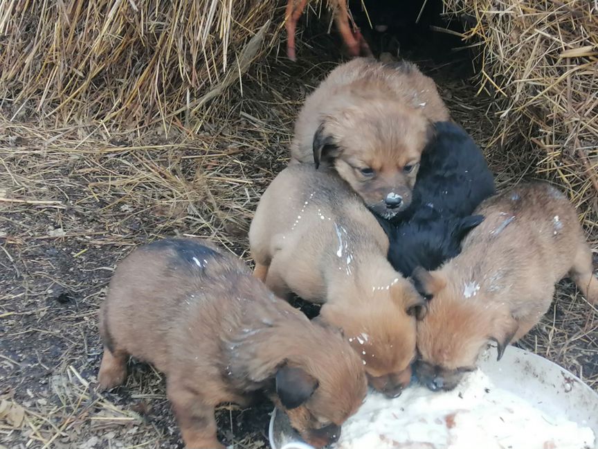 Отдам щенков от маленькой собачки в добрые руки
