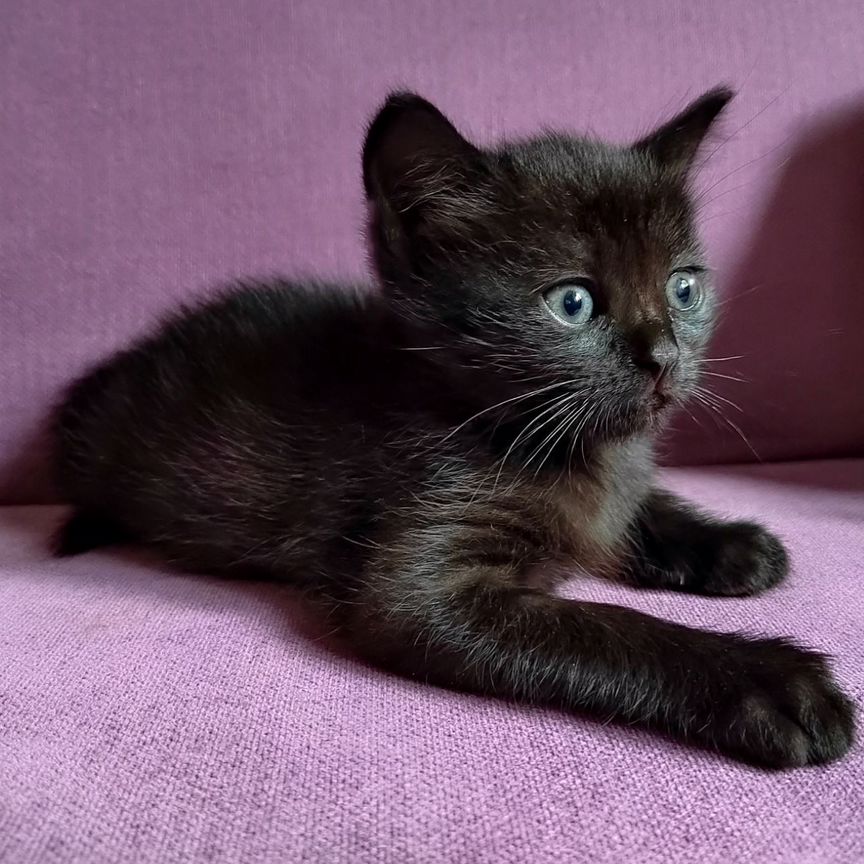 Сибирские котята