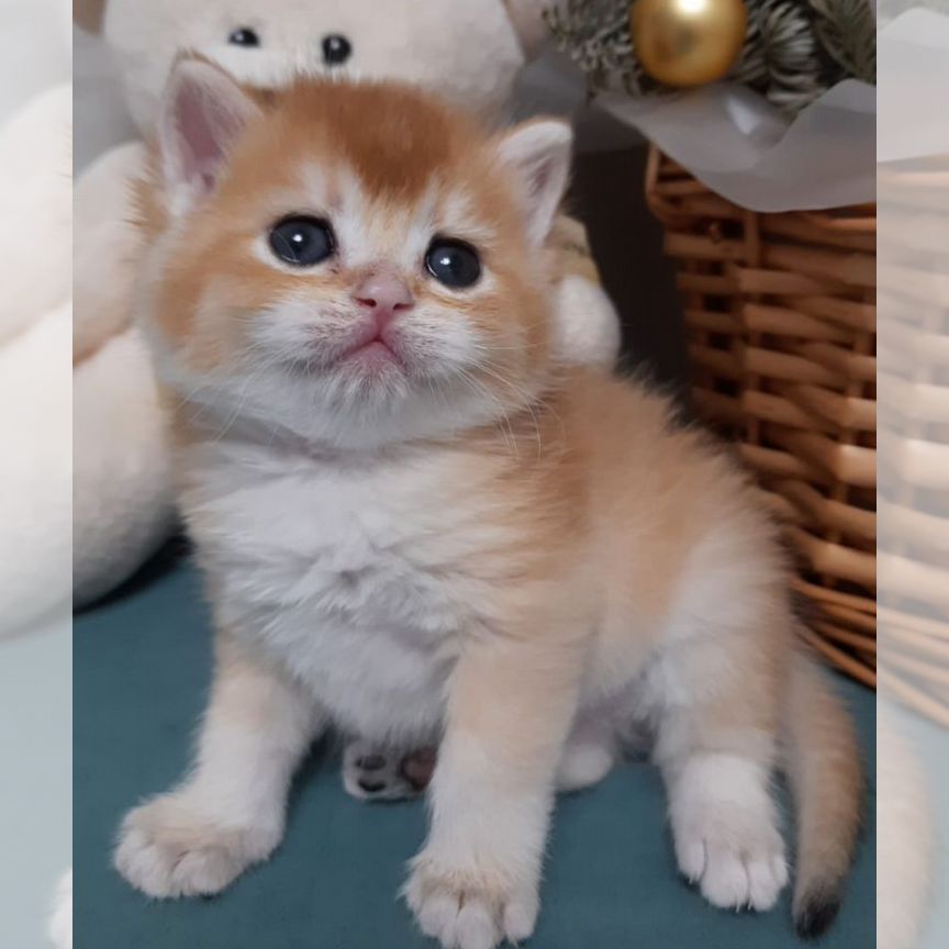 Британский короткошёрстный котёнок