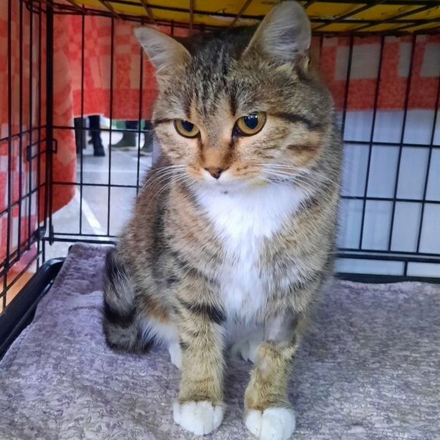 Взрослая, кошка в добрые руки