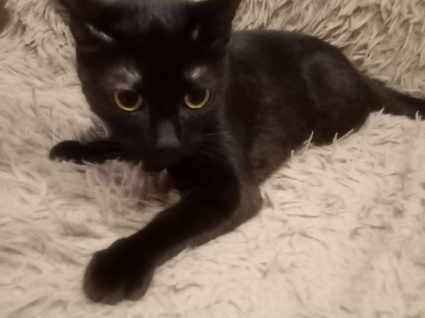 Символ удачи, кошечка