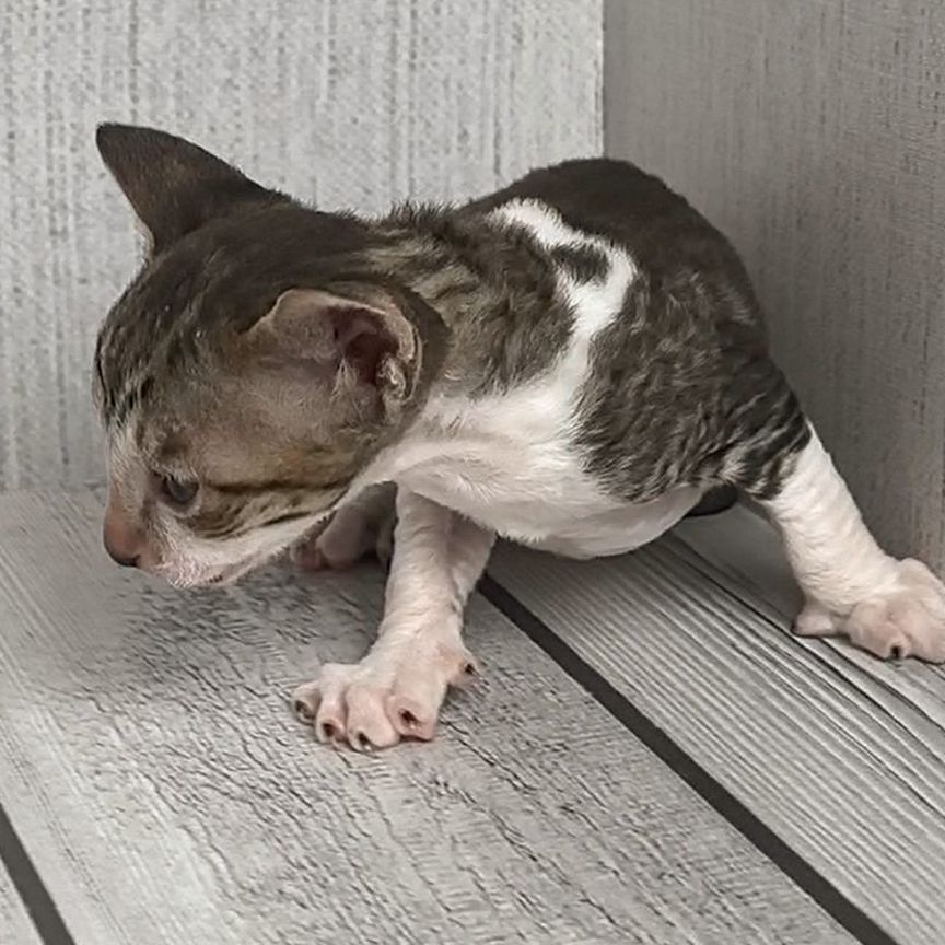 Корниш-рекс котёнок