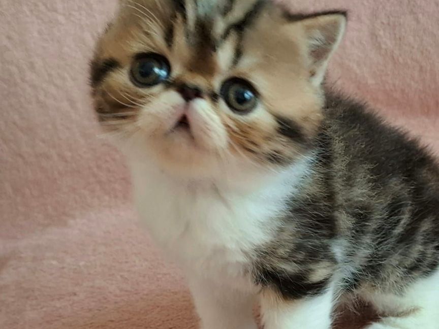 Экзотические короткошерстные котята