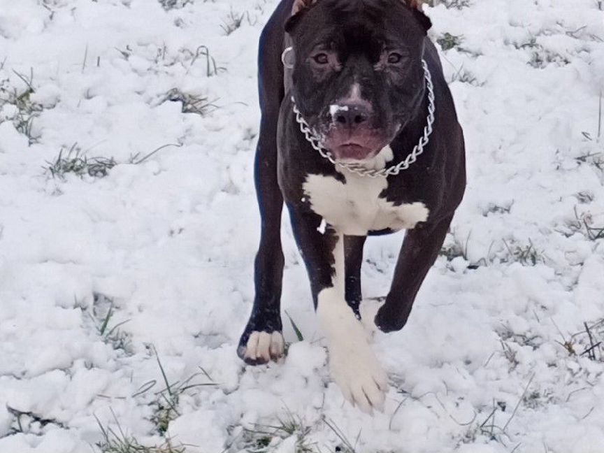 Амстаф вязка