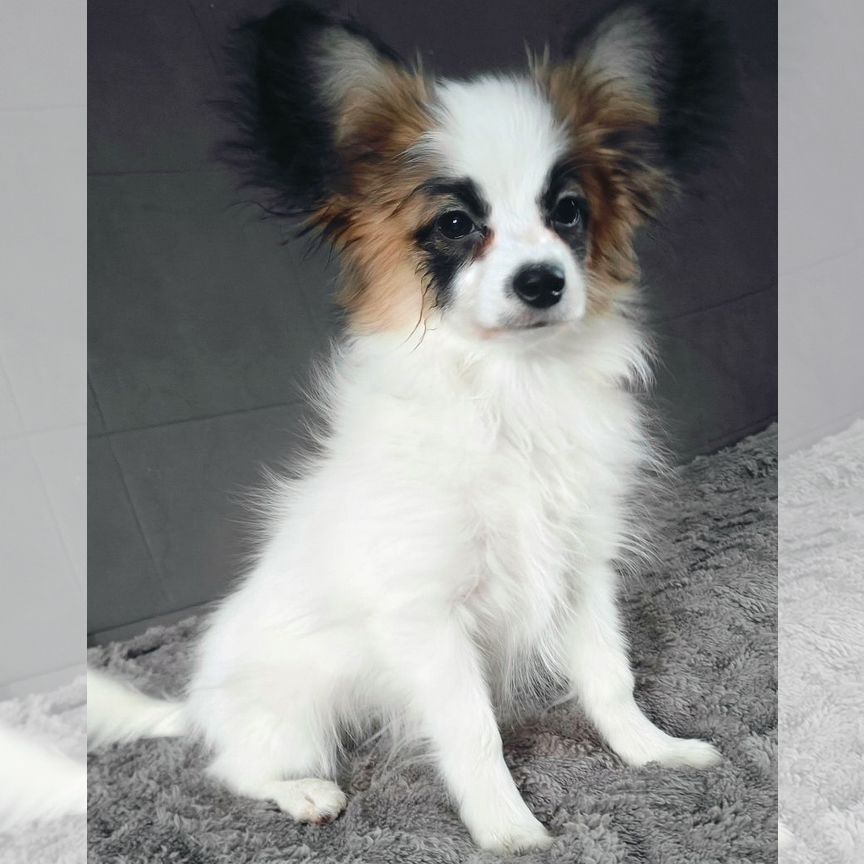 Континентальный той-спаниель папильон, щенок