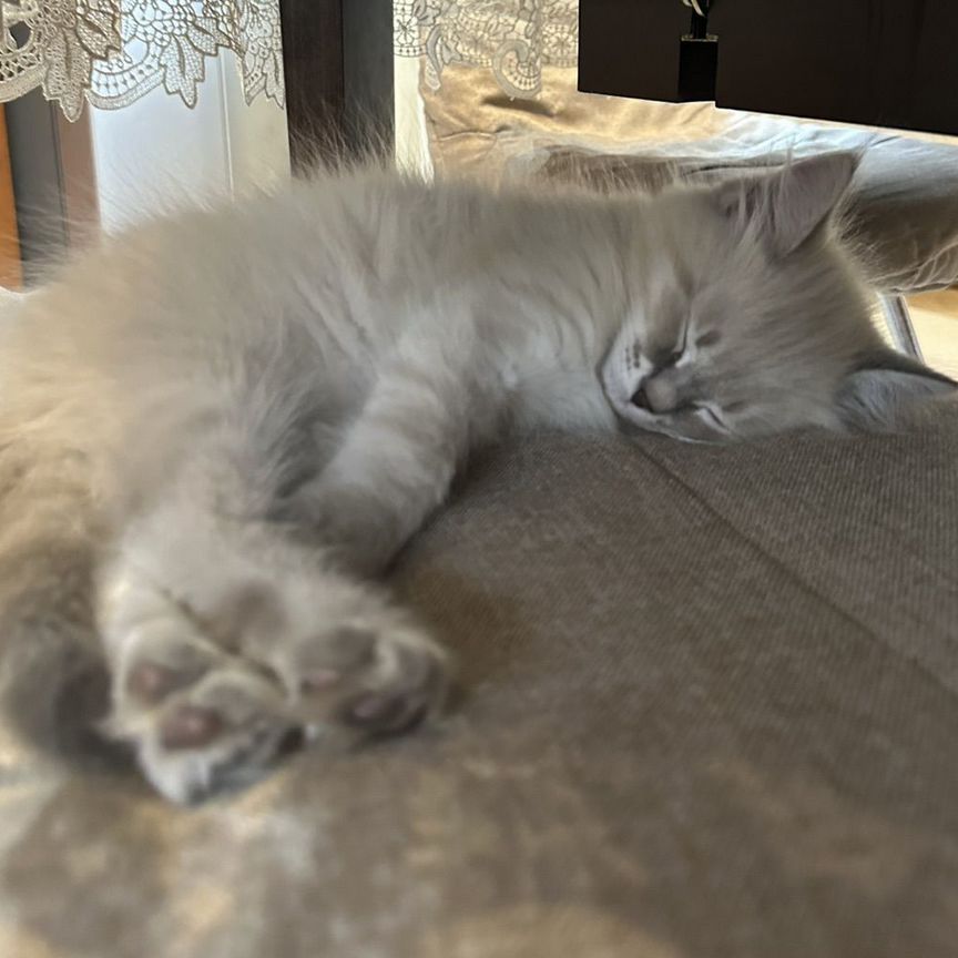 Котенок Невская -Маскарадная