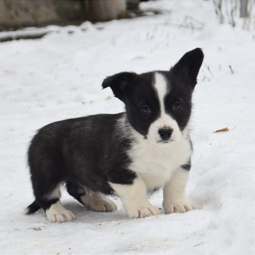 Пацан корги