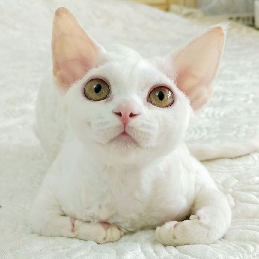 Девон-рекс котёнок