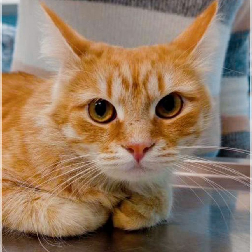 Взрослый кот в добрые руки