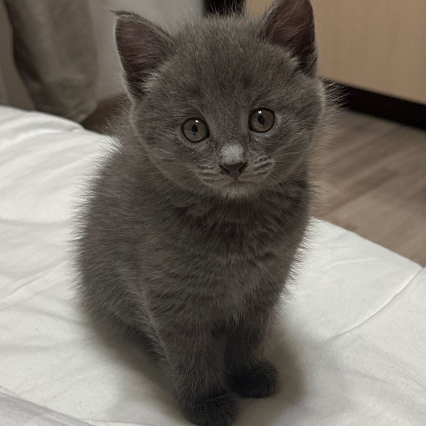 Британские котята