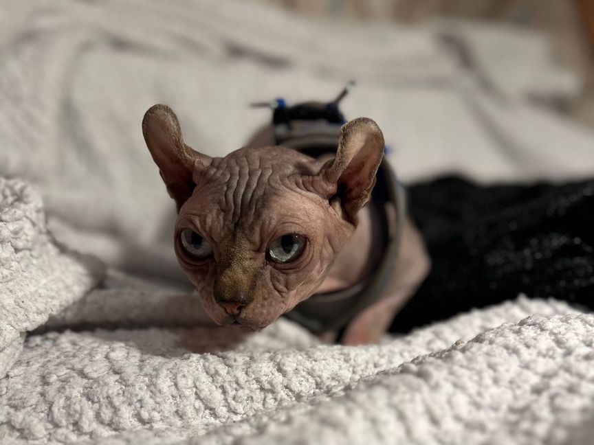 Канадский сфинкс эльф вязка