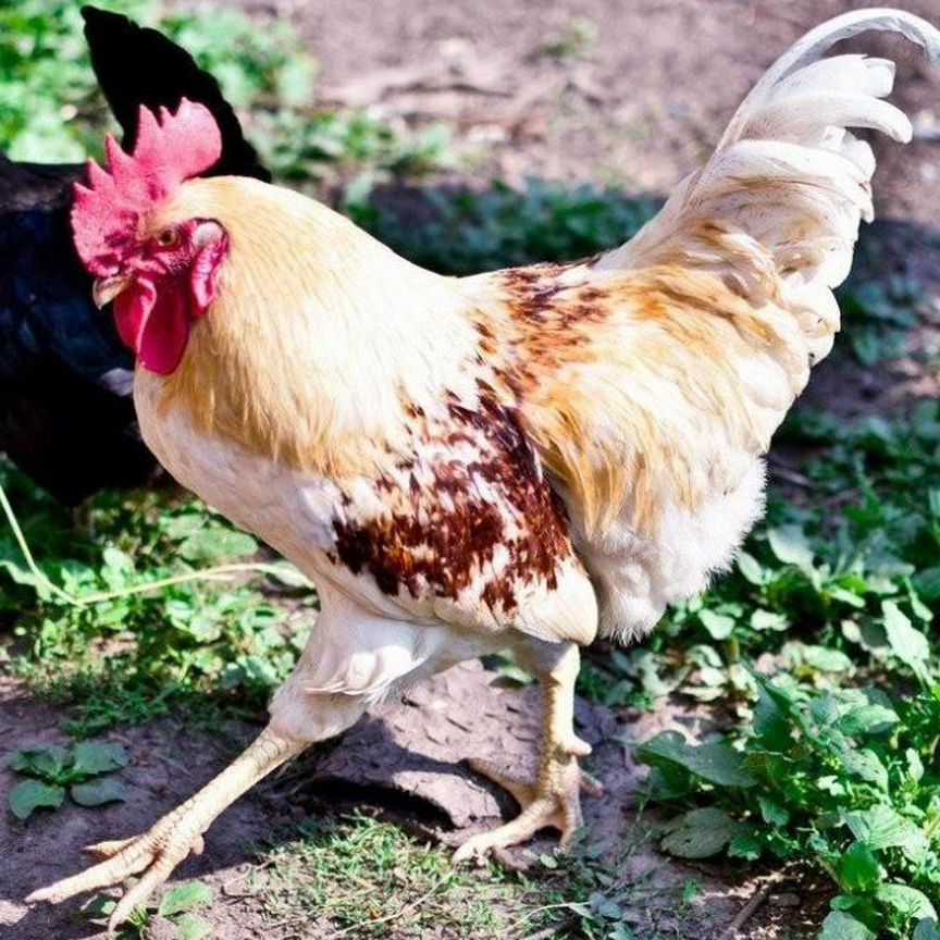 Молодые петухи домашние