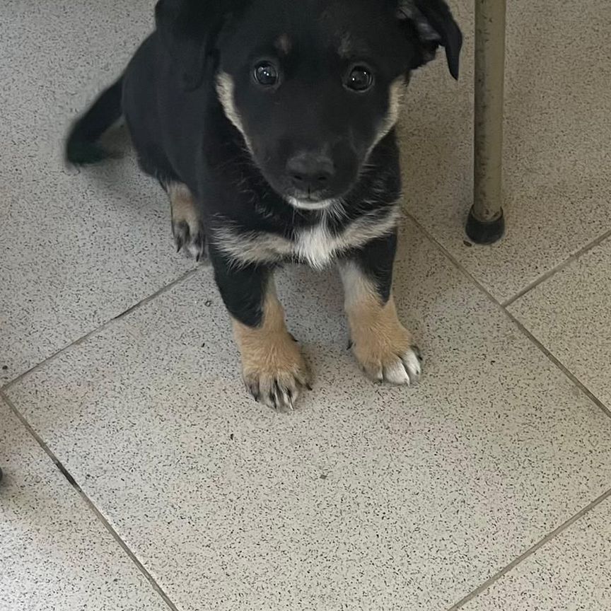 Продается кобель немецкой овчарка