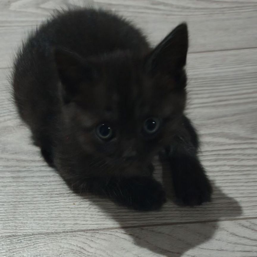 Сибирский котёнок