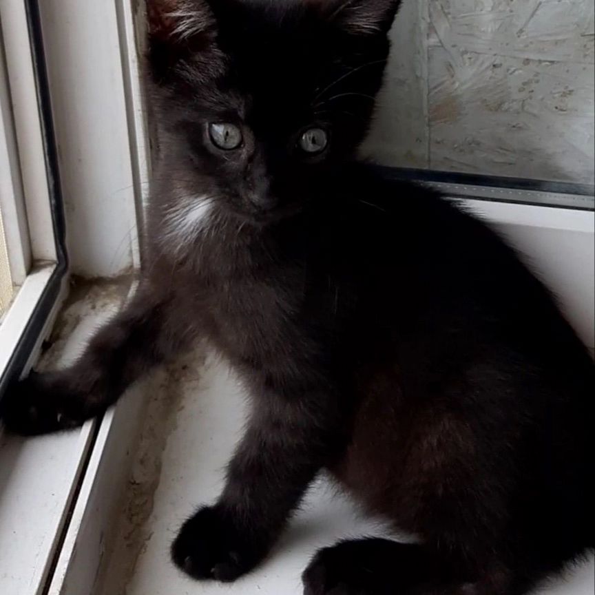 Котенок мальчик