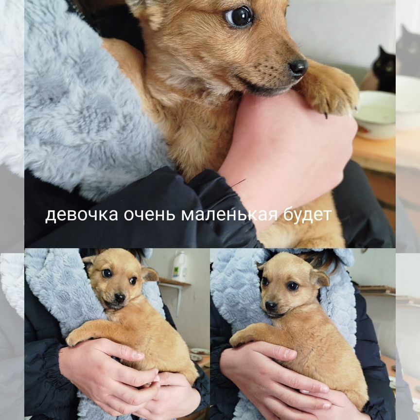 Маленькая собачка в добрые руки