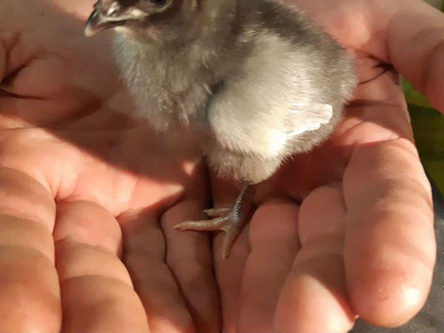 Цыплята доминант