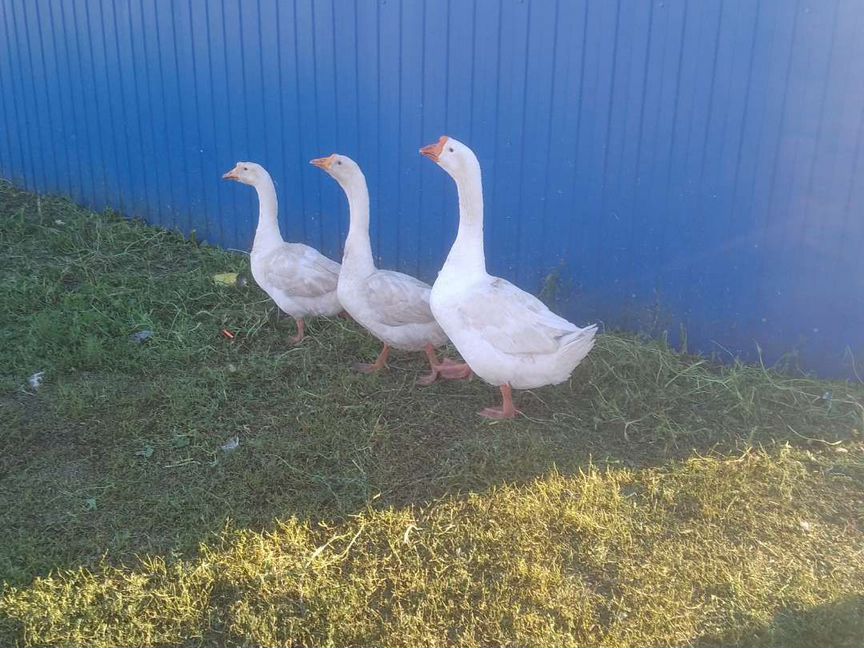 Гусь