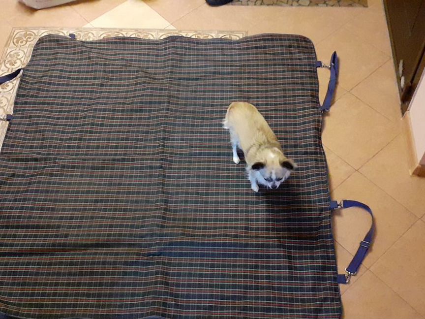 Автомобильный гамак для собак