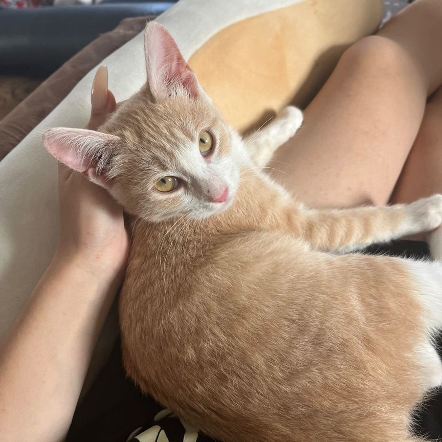 Отдам котенка в добрые руки