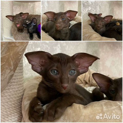 Экстрим,современный. котята орики