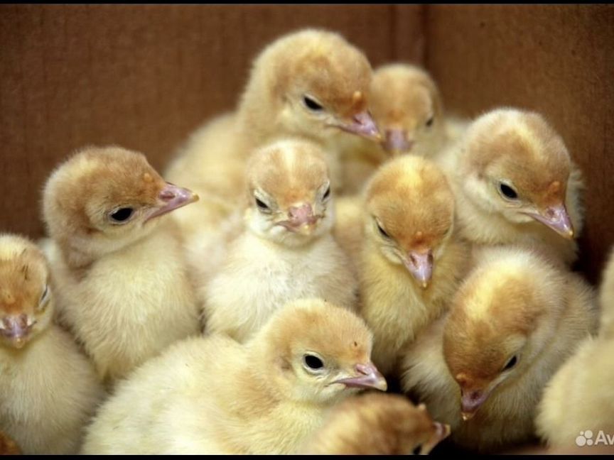 Индюшата суточные Хайбред Грейд Мейкер