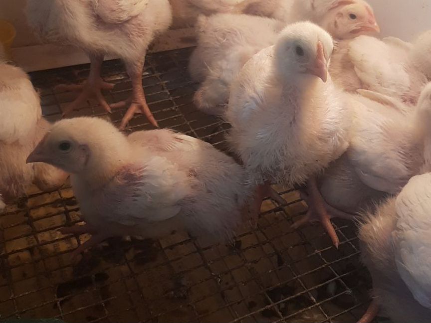 Цыплята бройлеры кобб 500