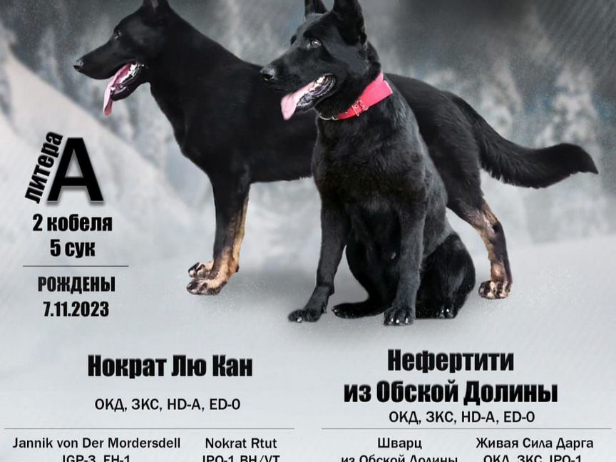 Щенки немецкой овчарки рабочего разведения